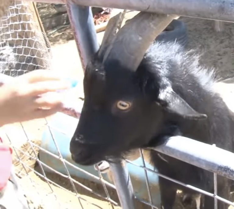 Male goat escaped pen to mate with sheep and made the most adorable ...
