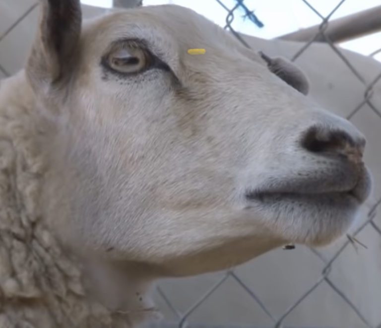 Male goat escaped pen to mate with sheep and made the most adorable ...