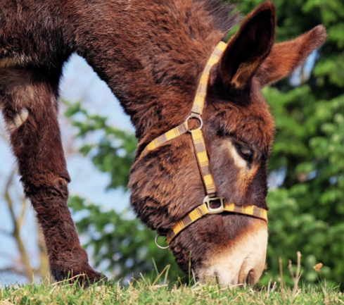 Male goat escaped pen to mate with sheep and made the most adorable ...