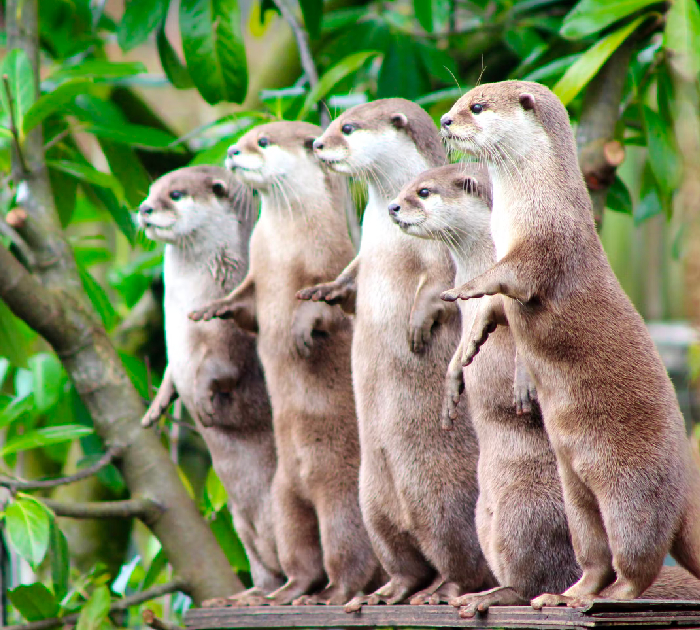 Otters meet a baby for the first time