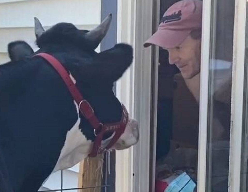 Impatient cow moos at rescuer’s window and demands ‘hugs and kisses’