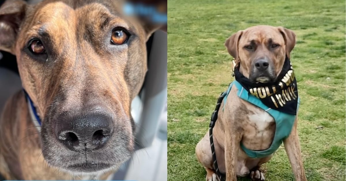 Dog brothers split up into different homes reunite for 1st time since ...