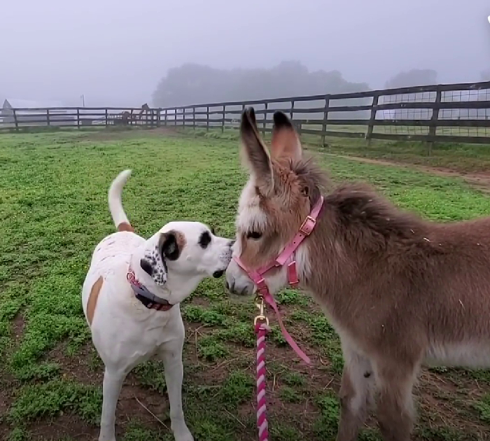 Big dog meets baby donkey for first time