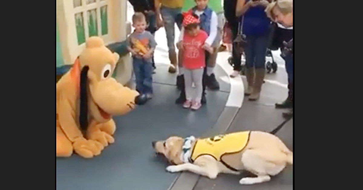 Service dog in training can’t contain excitement when he meets his ...