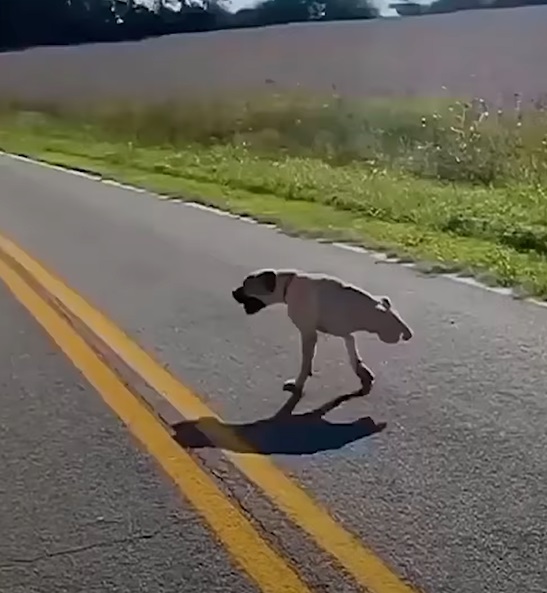 Brave ‘miracle’ dog with two legs learns how to run