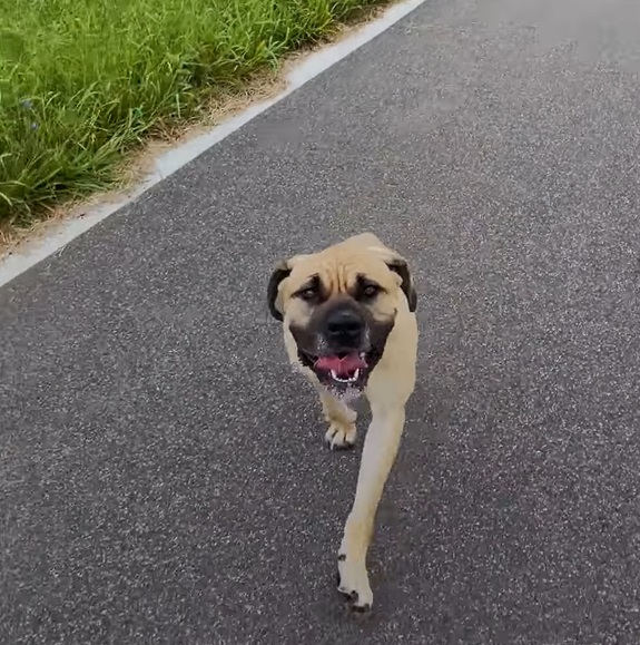 Brave ‘miracle’ dog with two legs learns how to run