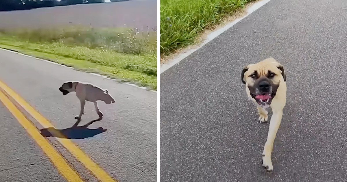 Brave ‘miracle’ dog with two legs learns how to run