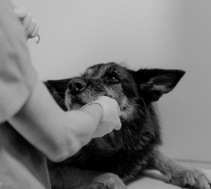 Vet tech shares why it's so important to stay with your dog during ...