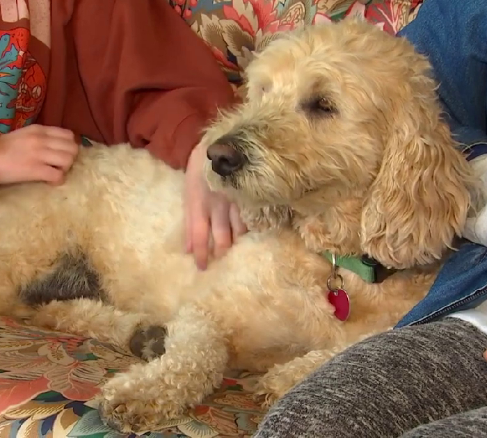Goldendoodle fighting cancer sees tiny animal struggling in river and ...