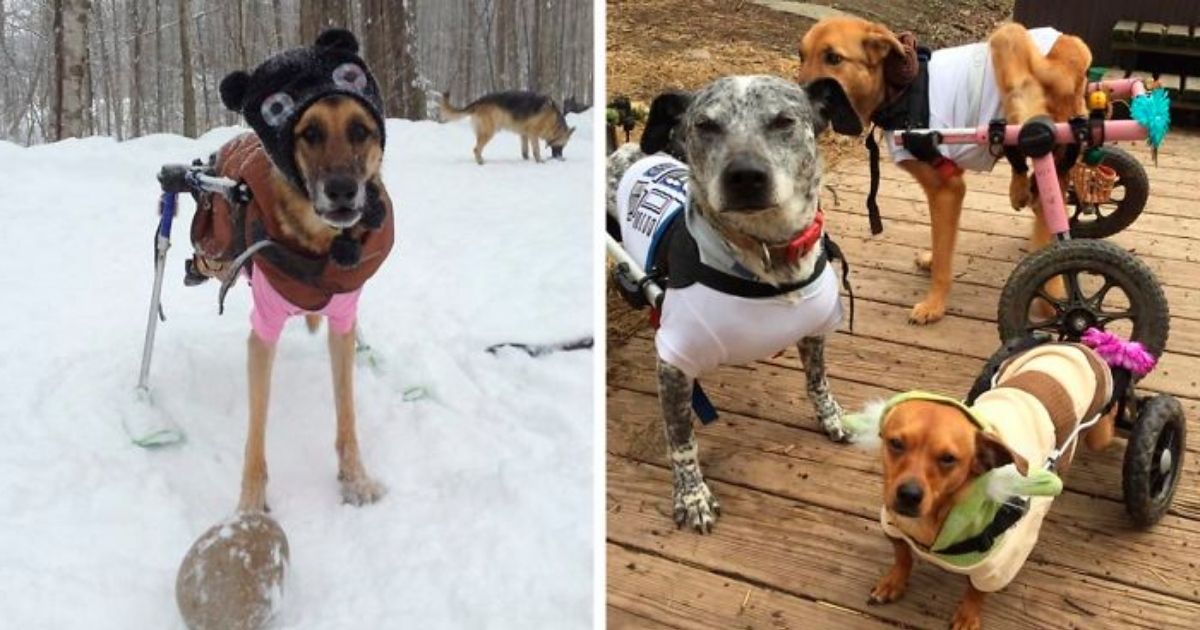 Woman adopts disabled dogs that no one wants and gives them a new lease ...