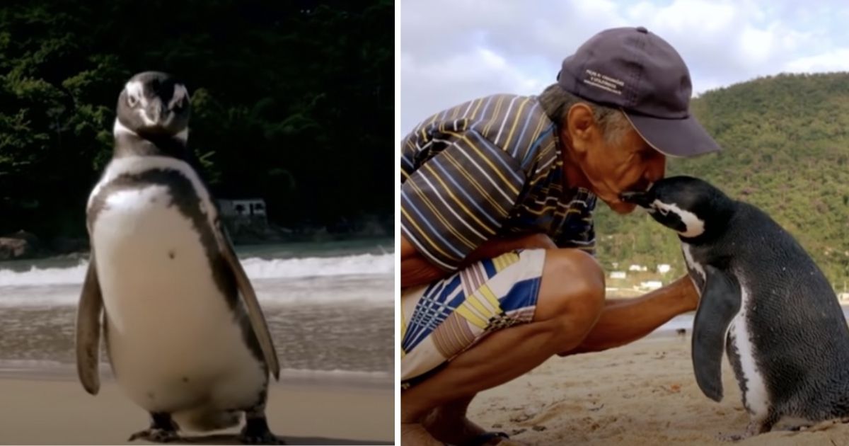 Every year this penguin swims 5,000 miles to visit the man who saved him