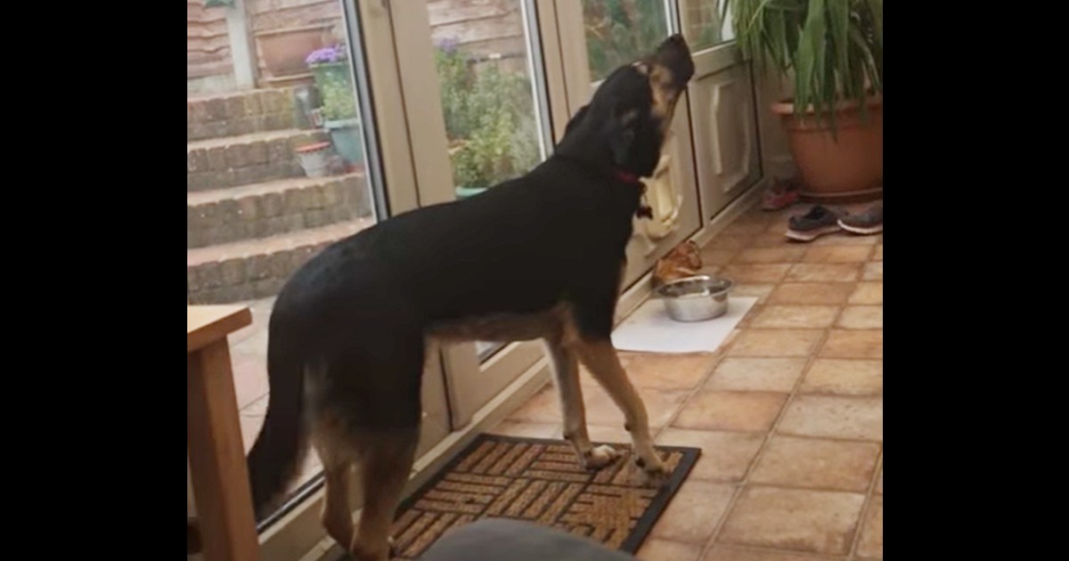 Dog shows off her incredible singing voice with vibrato