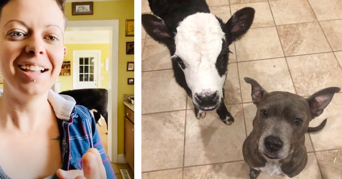 Mischievous baby cow tries to sneak inside house when owner’s back is ...