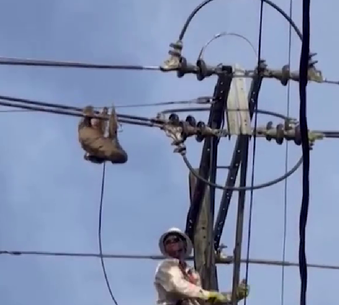 Electrical worker rescues sloth clinging onto power line