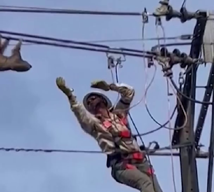 Electrical worker rescues sloth clinging onto power line