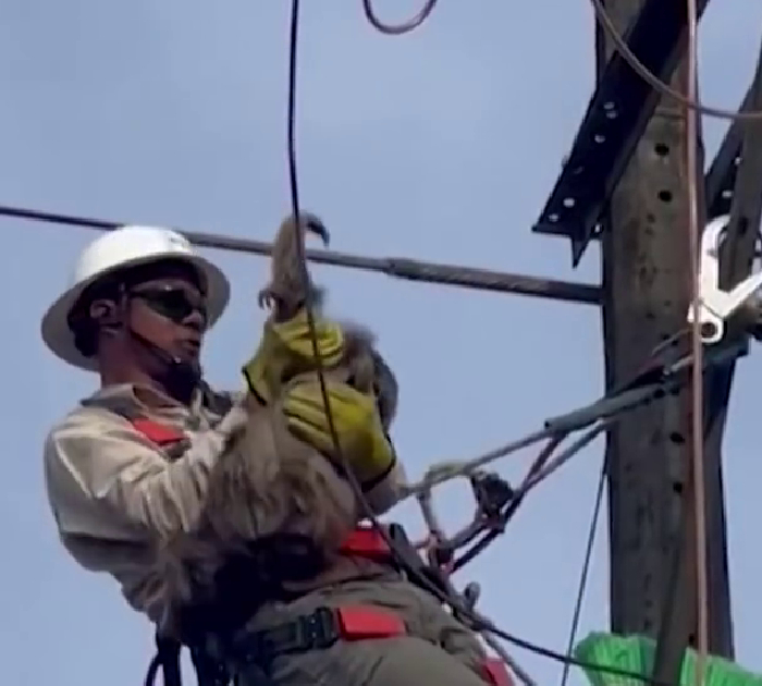 Electrical worker rescues sloth clinging onto power line