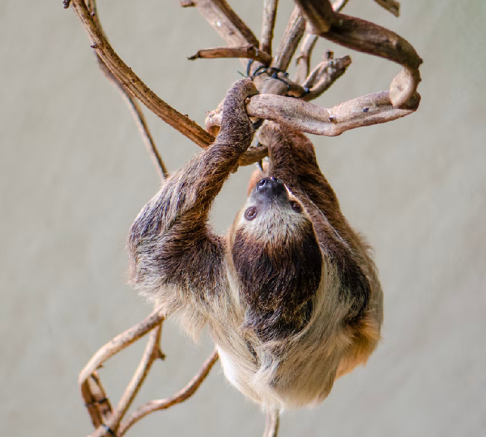 Electrical worker rescues sloth clinging onto power line