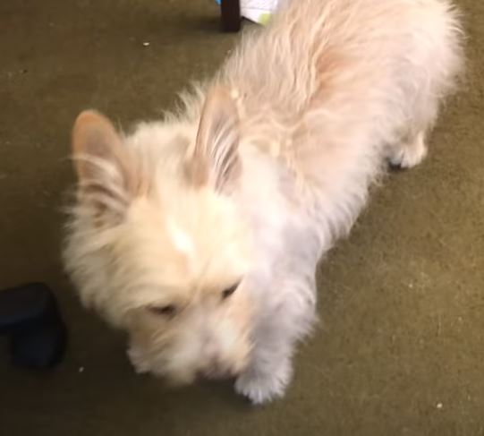 Dog fakes injury but Dad hilariously outsmarts him