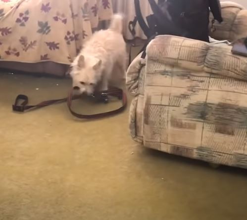 Dog fakes injury but Dad hilariously outsmarts him