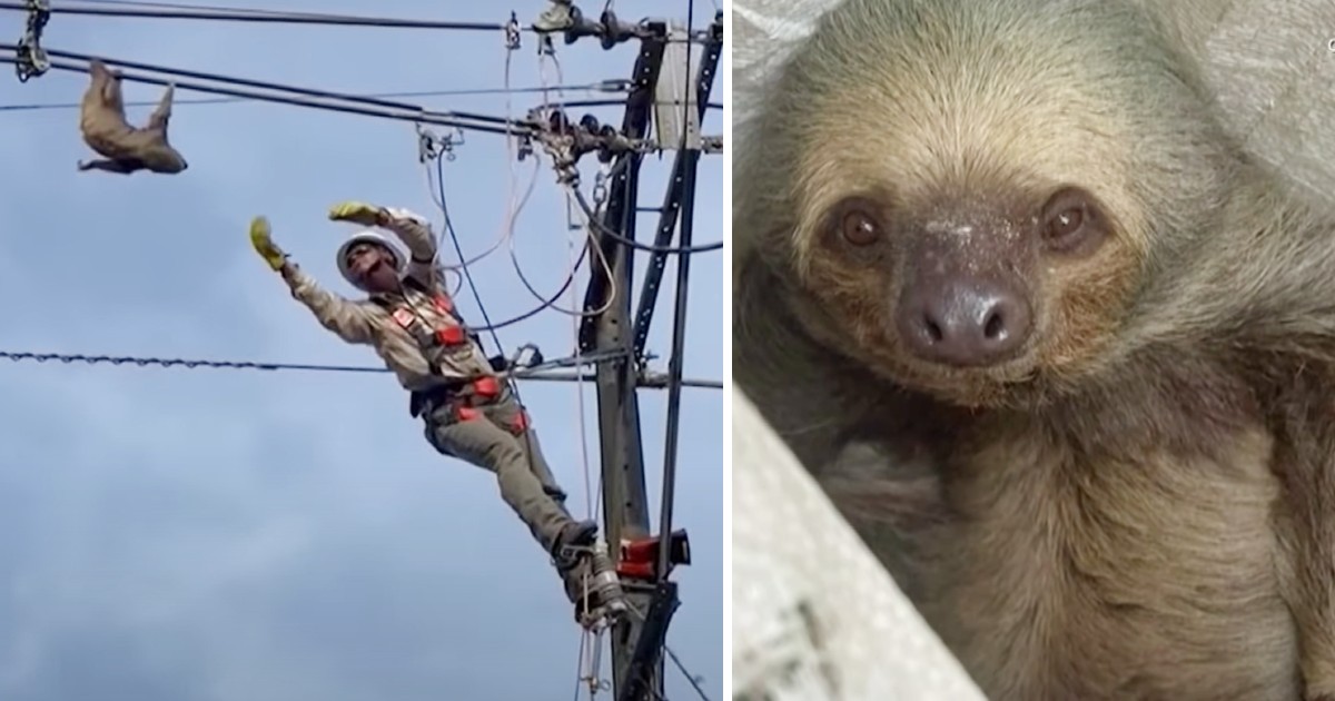 Electrical worker rescues sloth clinging onto power line