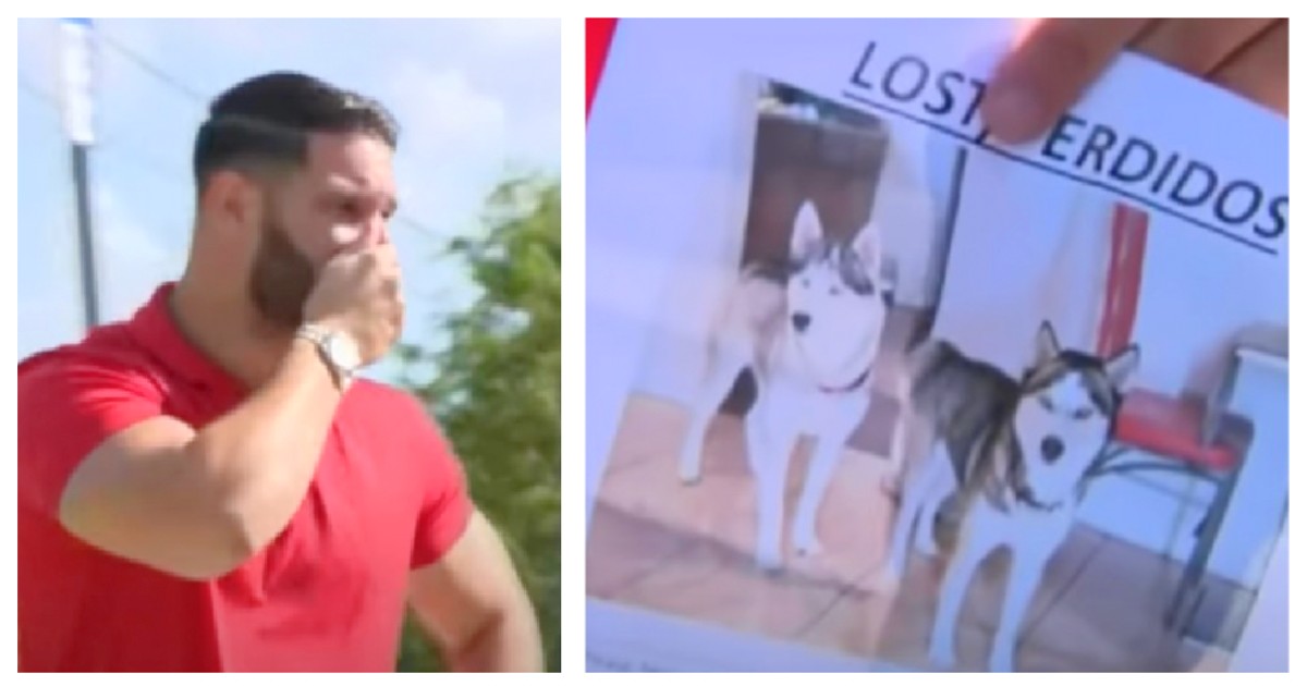 Man interrupts dog adoption photoshoot yelling”Those are my dogs!”
