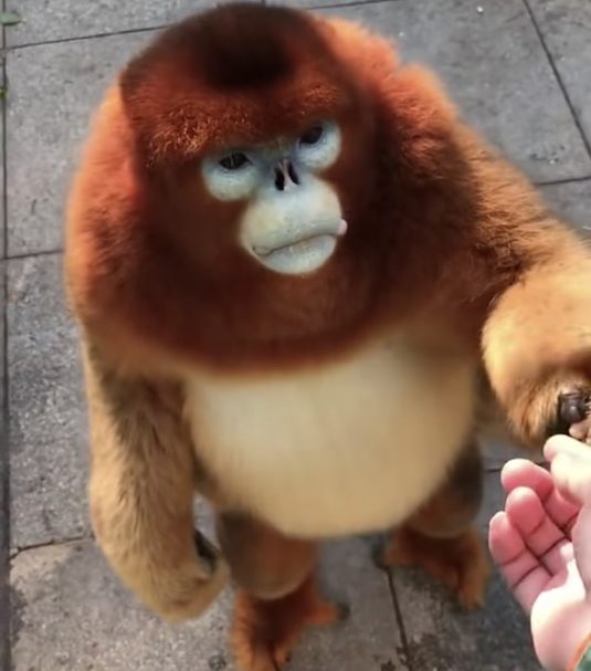 Golden snub-nosed monkey accepts food from human hand in adorable video