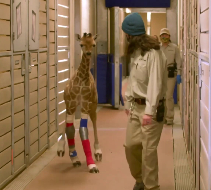 Baby giraffe born with ‘leg disorder’ gets braces and takes first steps