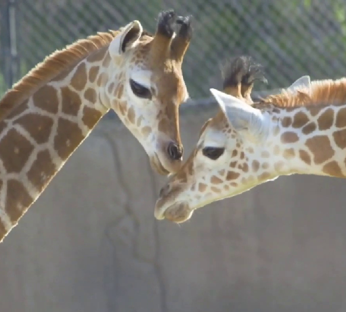 Baby giraffe born with ‘leg disorder’ gets braces and takes first steps