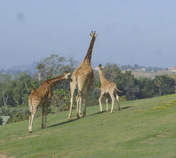 Baby giraffe born with ‘leg disorder’ gets braces and takes first steps
