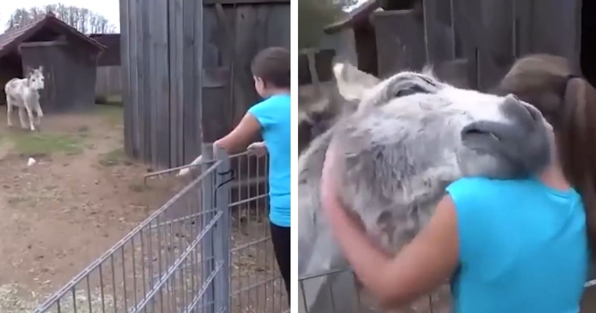 Donkey’s emotional reunion with little girl that raised him proves ...