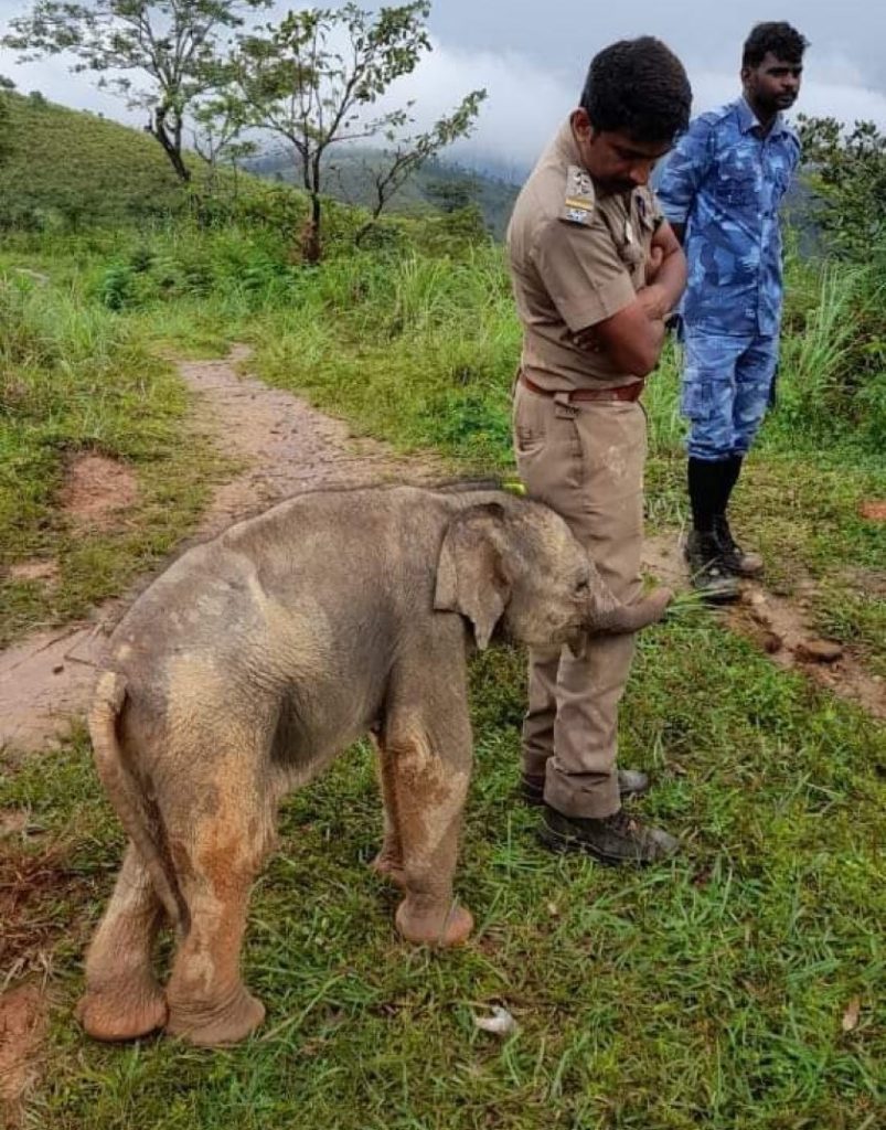 Baby elephant hugs forest officer who reunited it with its mother