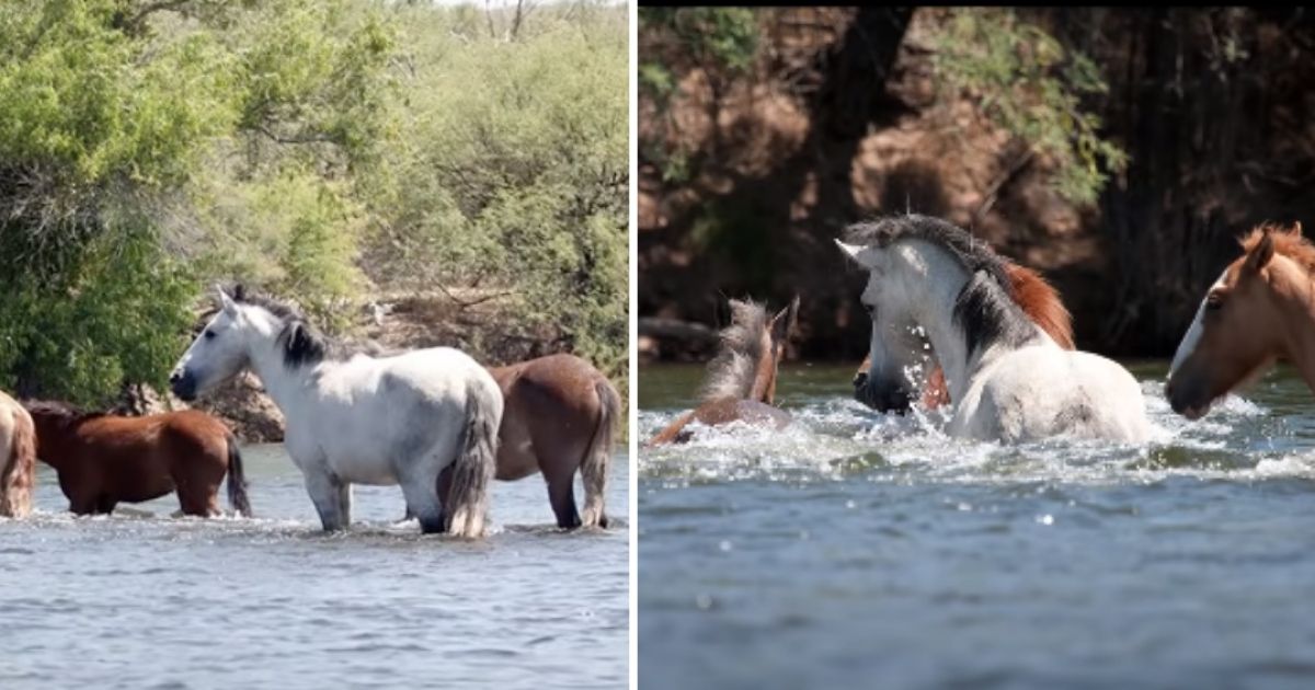 Wild stallion sees filly get swept up in the current and dashes in for ...