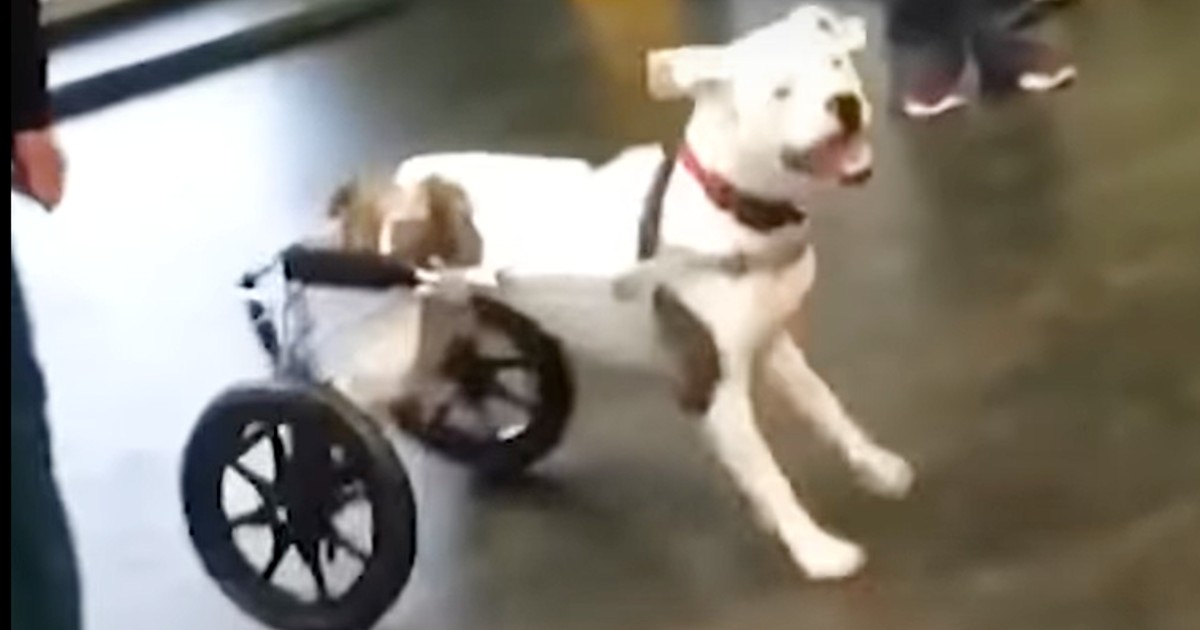 Dog gets her first wheelchair and can’t contain excitement when she ...