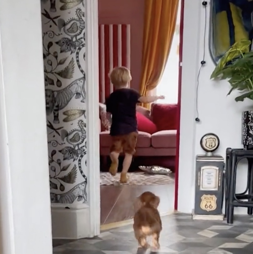 Little boy finally gets ‘dog of his dreams’ after years of asking