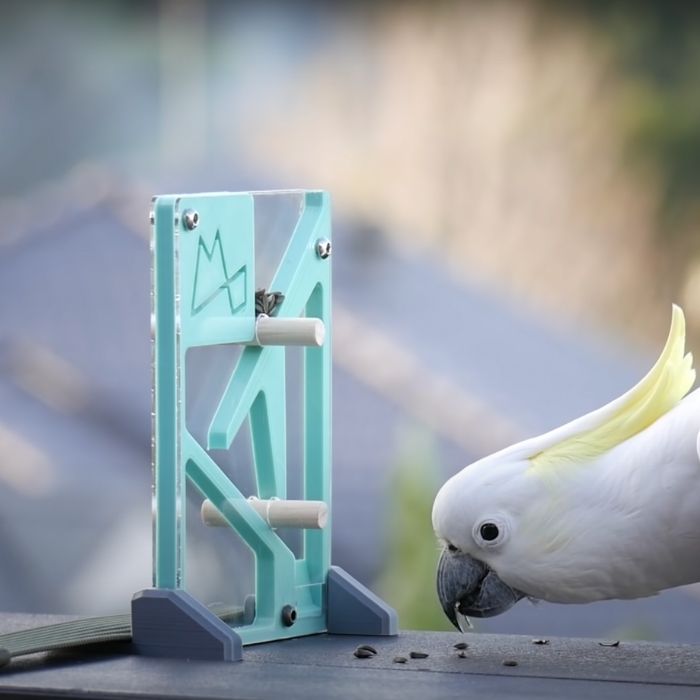 Intelligent wild cockatoo gains millions of views solving complex puzzle