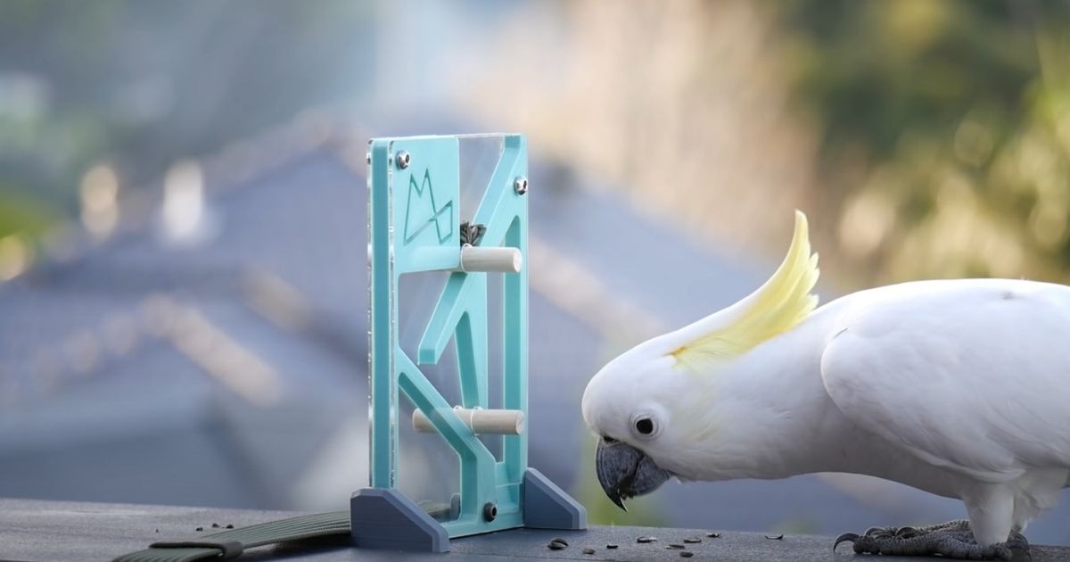 Intelligent wild cockatoo gains millions of views solving complex puzzle