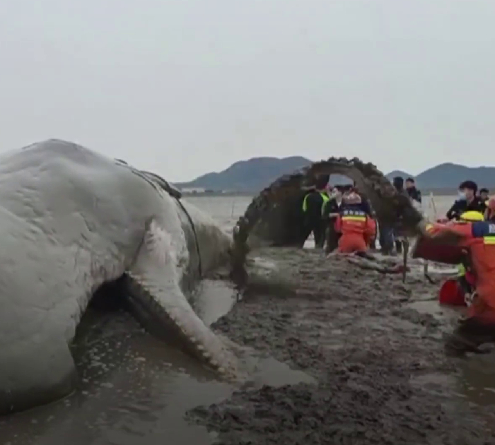Rescuers spend 20 hours trying to rescue massive beached sperm whale
