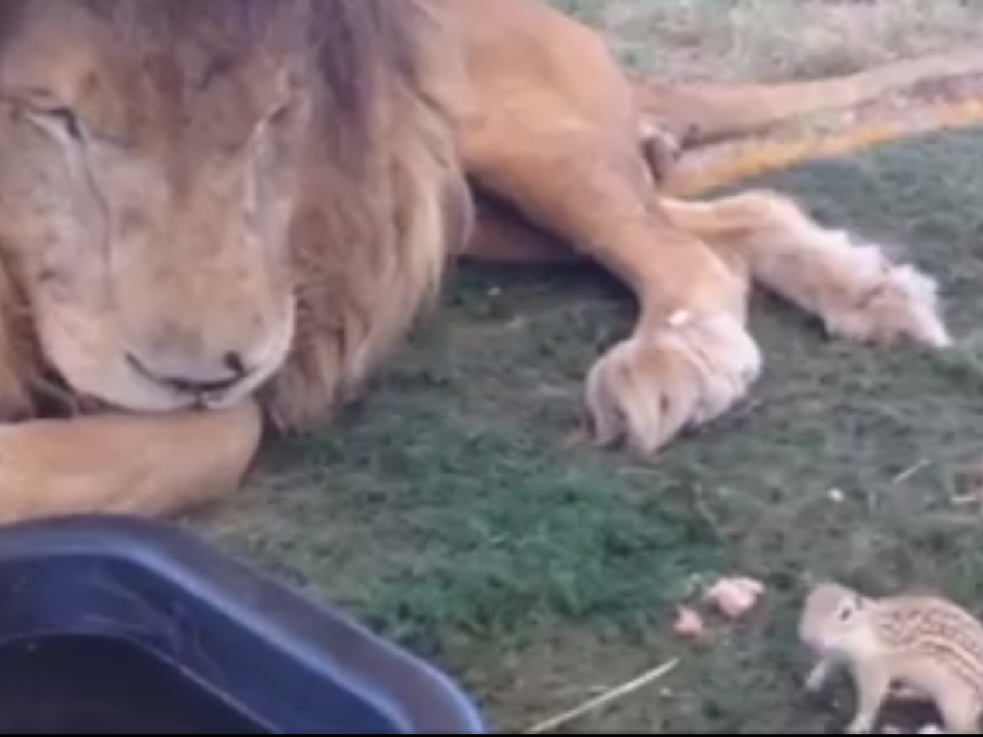 Tiny squirrel approaches rescue lion and their interaction is melting ...