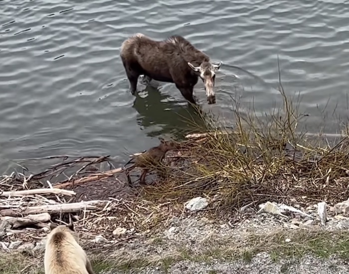 Mama moose sees grizzly bear approaching her calf and steps in to save it
