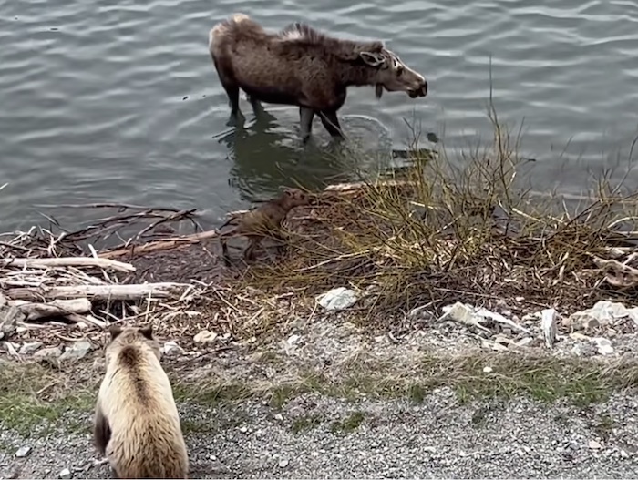 Mama moose sees grizzly bear approaching her calf and steps in to save it