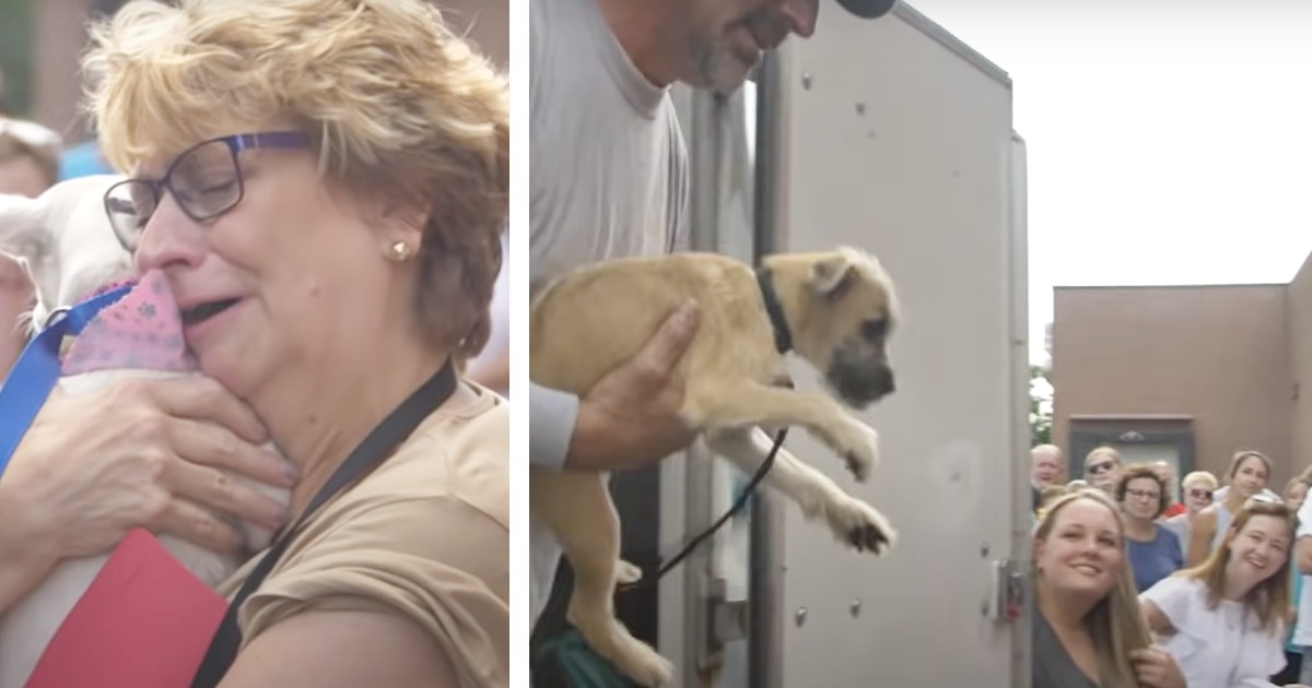 Sixty strangers gather in parking lot to receive their ‘dream dogs ...