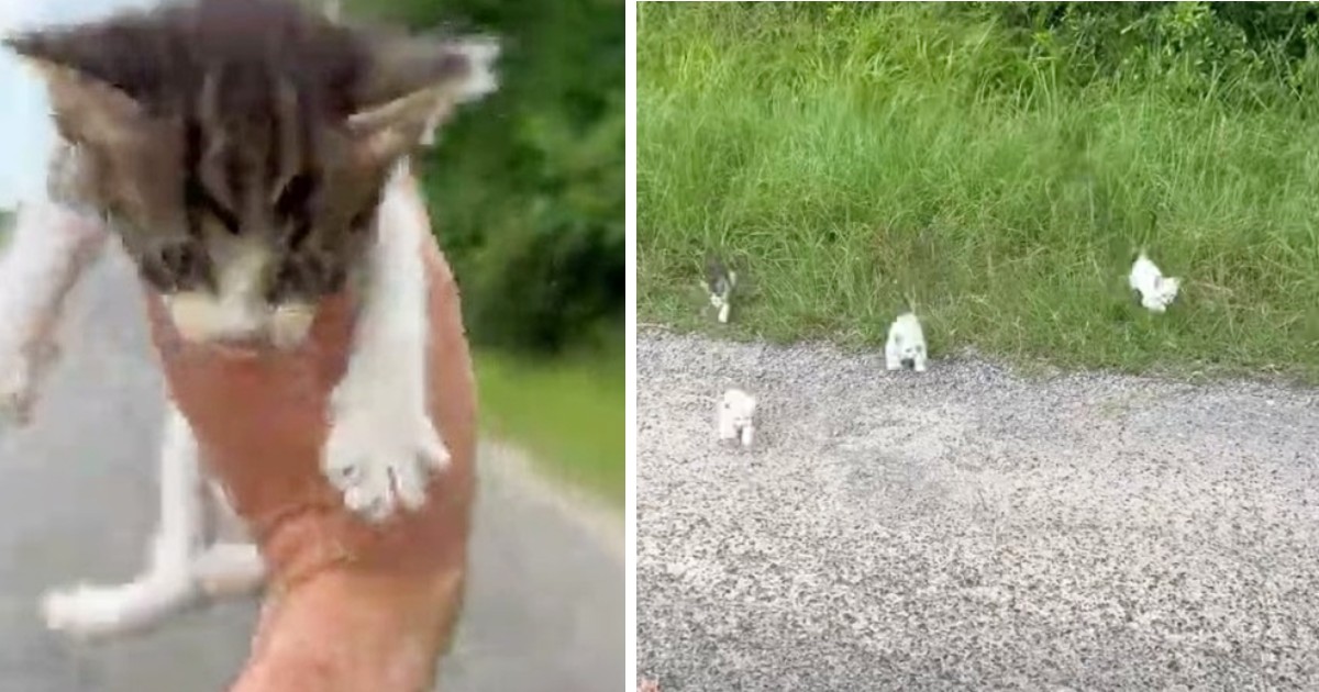 Driver stops to help one kitten and gets ‘ambushed’ by whole squad
