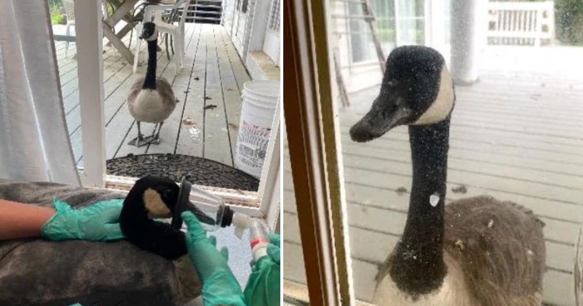 Devoted goose melts hearts when she “breaks into” the animal clinic to ...