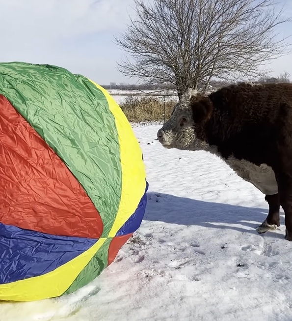 Playful rescue bull can’t contain joy when mom brings home giant ball