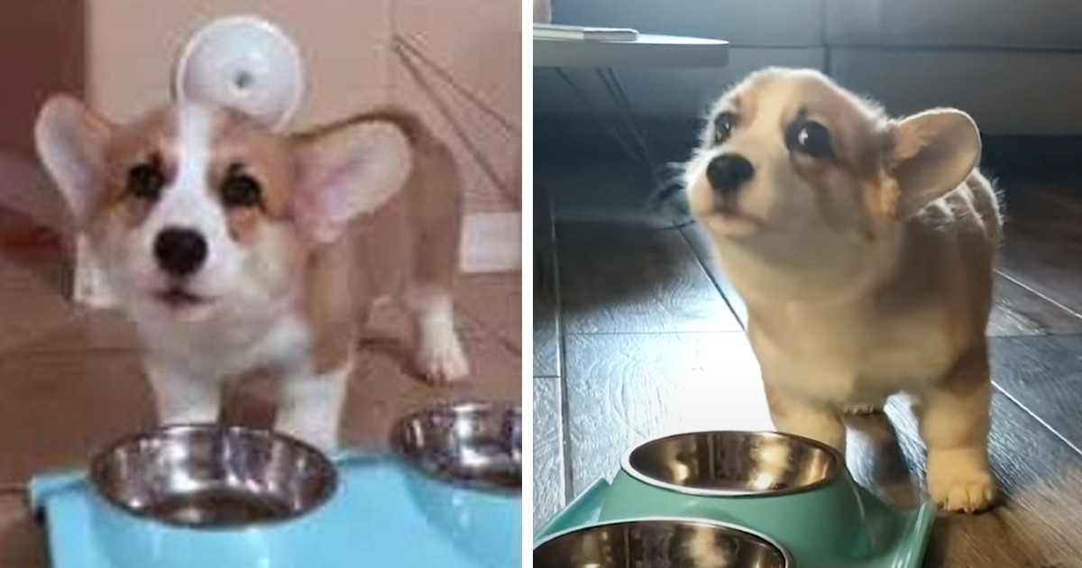 Corgi lets out tiniest and cutest howl between each bite of food