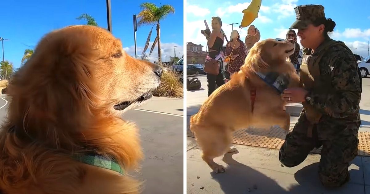Golden retriever gives his marine mom the biggest welcome home in sweet ...