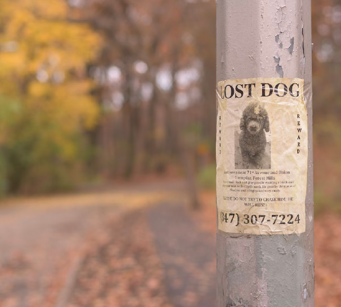 ‘Incredible’ dog swims miles back to shore after falling off boat