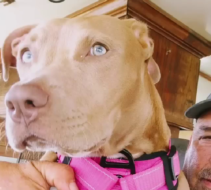 ‘Incredible’ dog swims miles back to shore after falling off boat