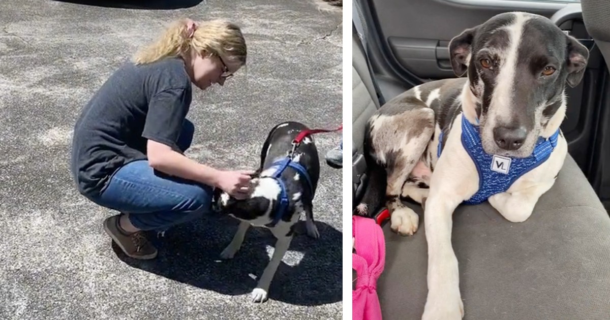 Lost dog runs up to woman on ‘birthday getaway’ and asks for her help