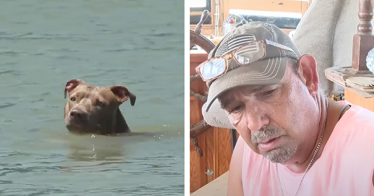 ‘Incredible’ dog swims miles back to shore after falling off boat